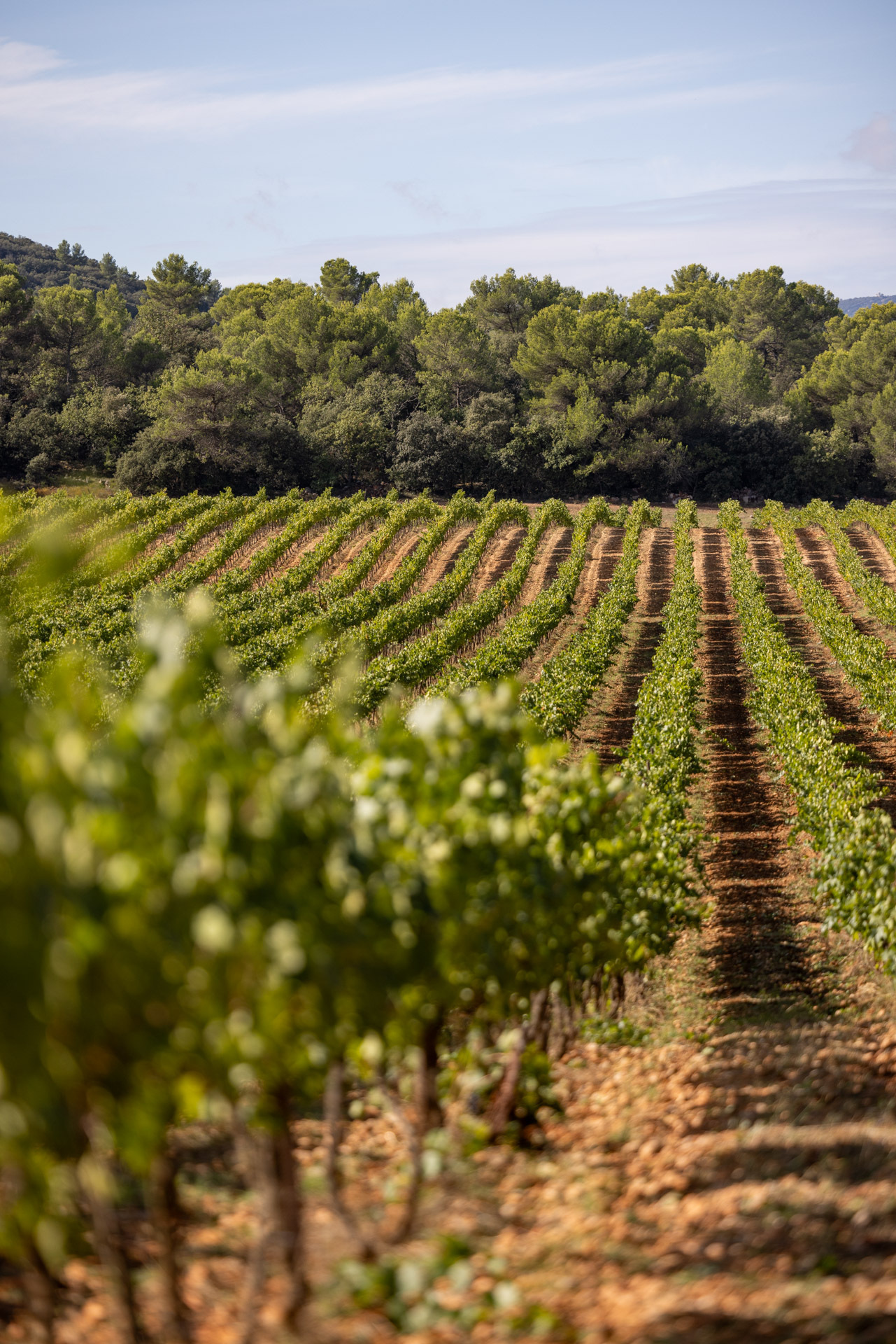 AIX Rosé - The Elegance of a Provence Rosé Wine | AIX Rosé