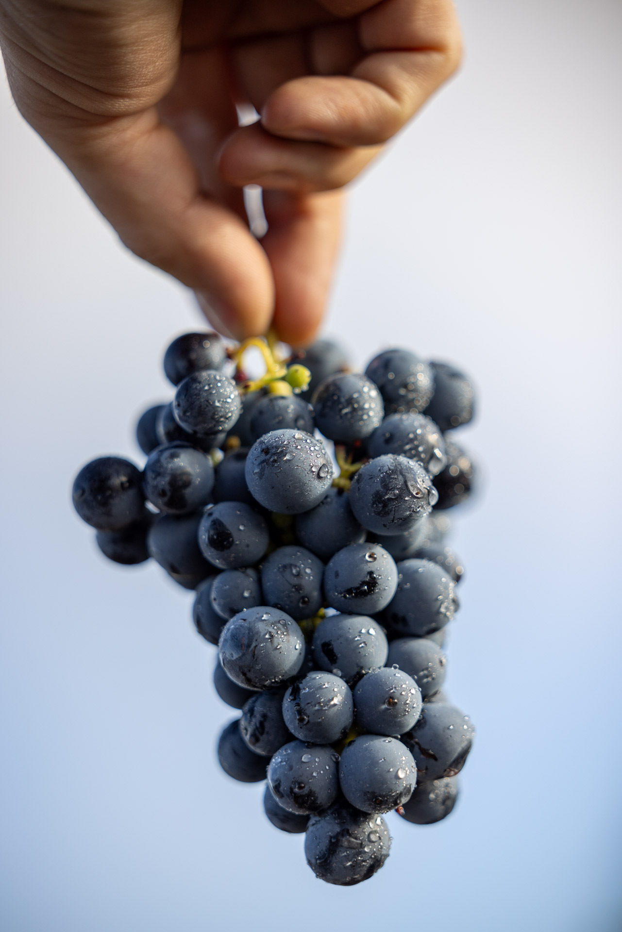 AIX Rosé - The Elegance of a Provence Rosé Wine | AIX Rosé